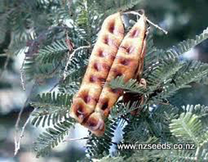 Acacia baileyana seed - International seed shop – NZSEEDS
