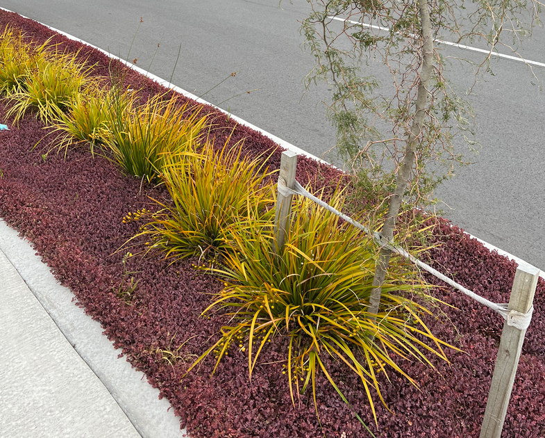 Acaena inermis Purpurea seed - International seed shop – NZSEEDS