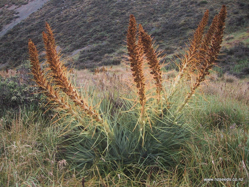 Featured – Tagged "Grass" – NZSEEDS