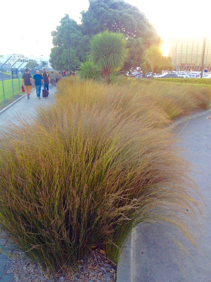 Apodasmia similis seed - International seed shop – NZSEEDS