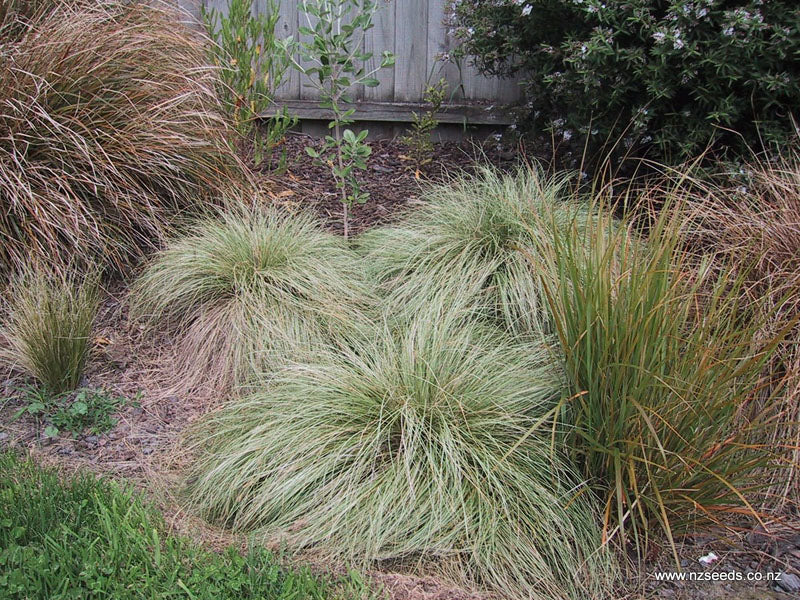 Carex comans var Green seed - International seed shop – NZSEEDS