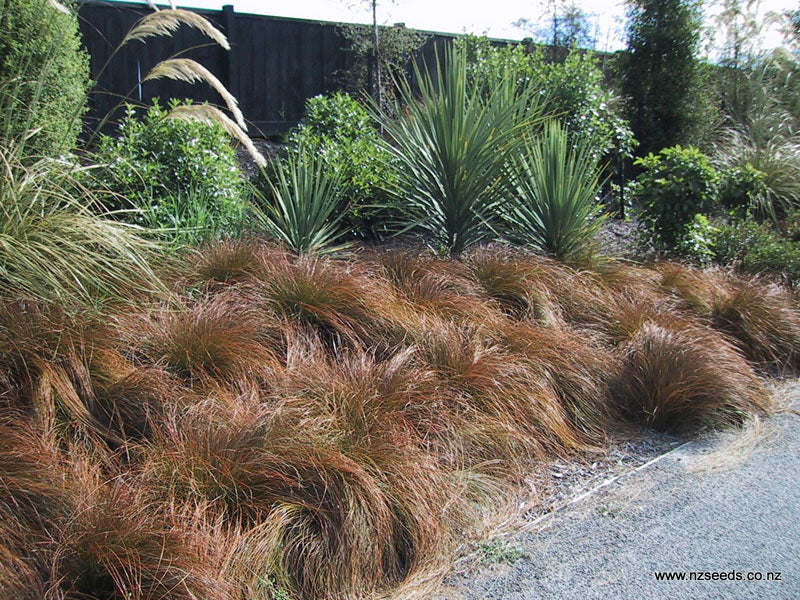 Carex testacea