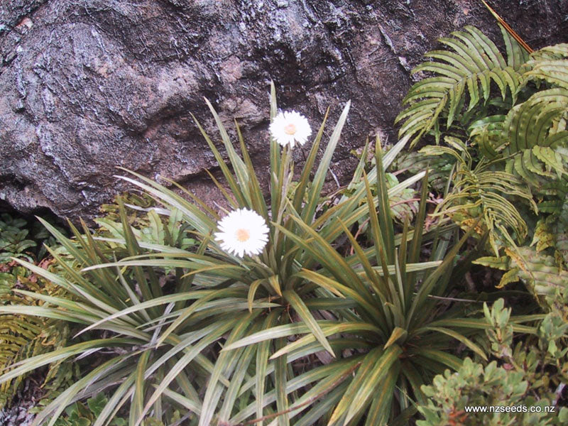 Celmisia armstrongi seed - International seed shop – NZSEEDS