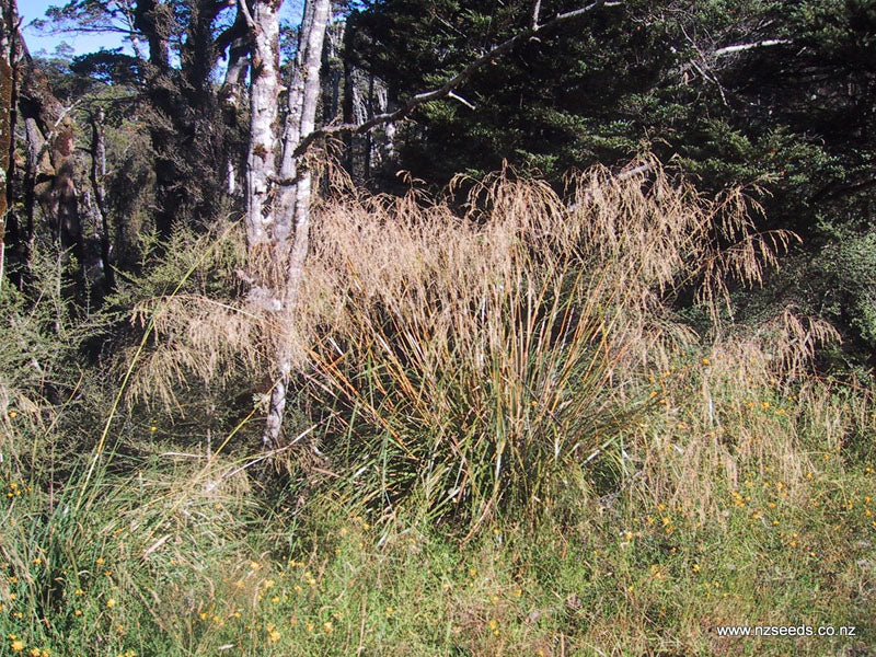 Chionochloa conspicua seed - International seed shop – NZSEEDS