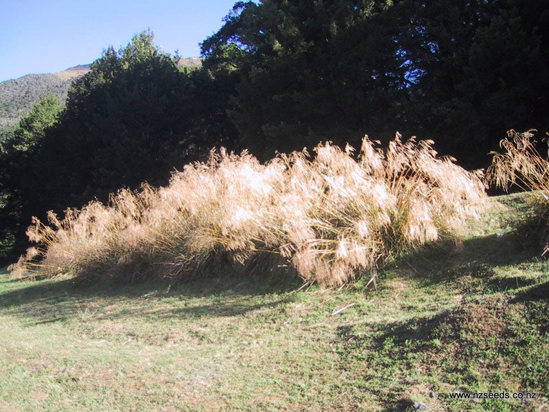 Chionochloa conspicua seed - International seed shop – NZSEEDS