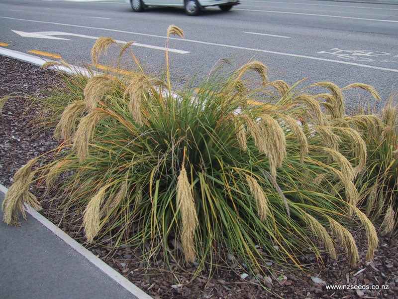 Chionochloa flavicans seed - International seed shop – NZSEEDS