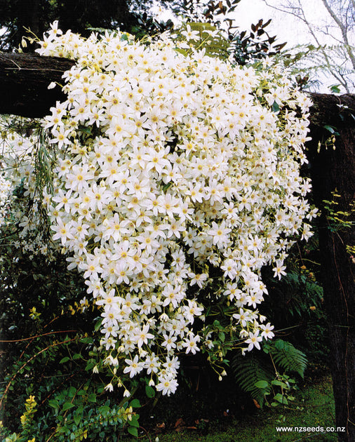 Clematis paniculata seed - International seed shop – NZSEEDS