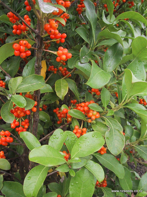 Coprosma lucida seed - International seed shop – NZSEEDS