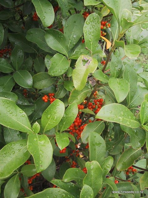 Coprosma lucida seed - International seed shop – NZSEEDS
