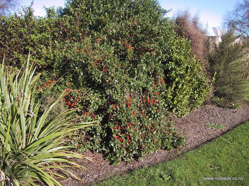 Coprosma robusta seed - International seed shop – NZSEEDS