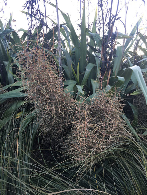 Coprosma rugosa seed - International seed shop – NZSEEDS