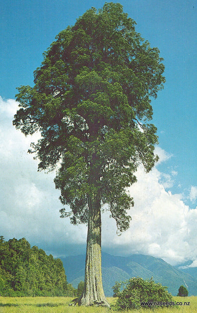 Bird Friendly – NZSEEDS