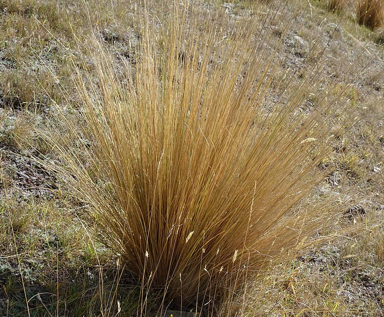 Festuca novae-zelandiae seed - International seed shop – NZSEEDS
