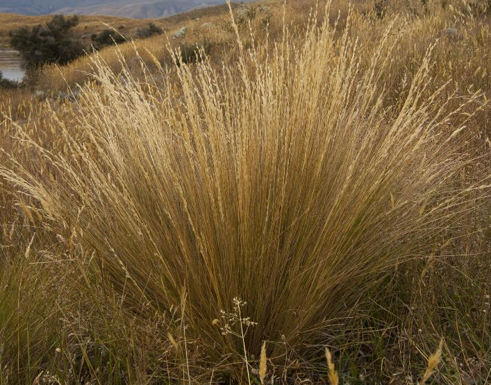 Festuca novae-zelandiae seed - International seed shop – NZSEEDS