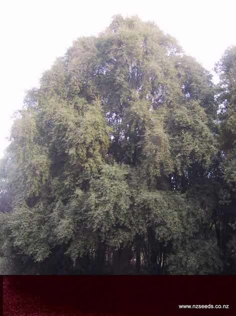 Hoheria angustifolia seed - International seed shop – NZSEEDS