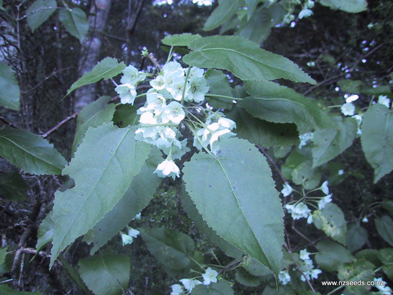 Hoheria lyalli seed - International seed shop – NZSEEDS