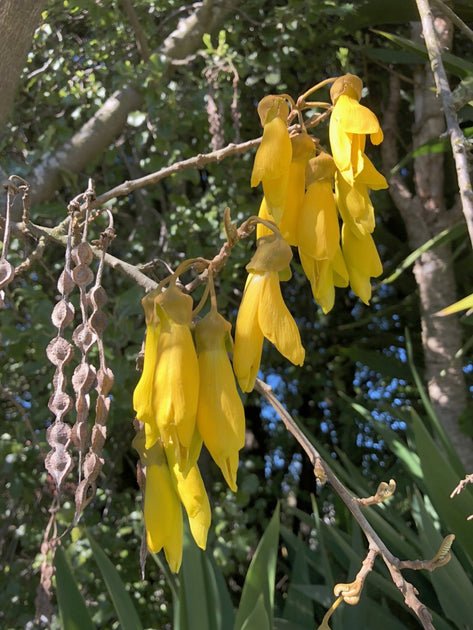 Sophora tetraptera seed - International seed shop – NZSEEDS
