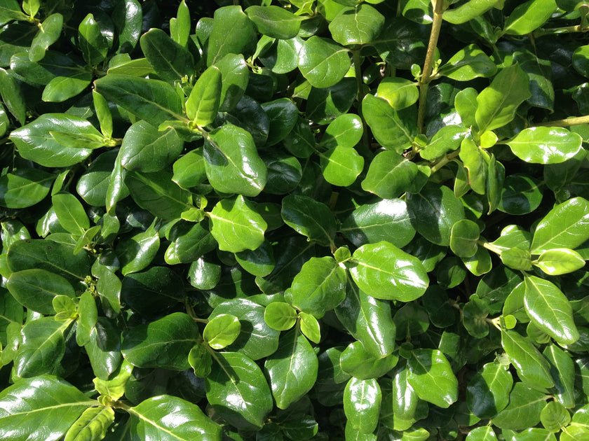 Coprosma repens seed - International seed shop – NZSEEDS