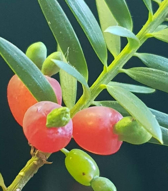 NZ Native – NZSEEDS