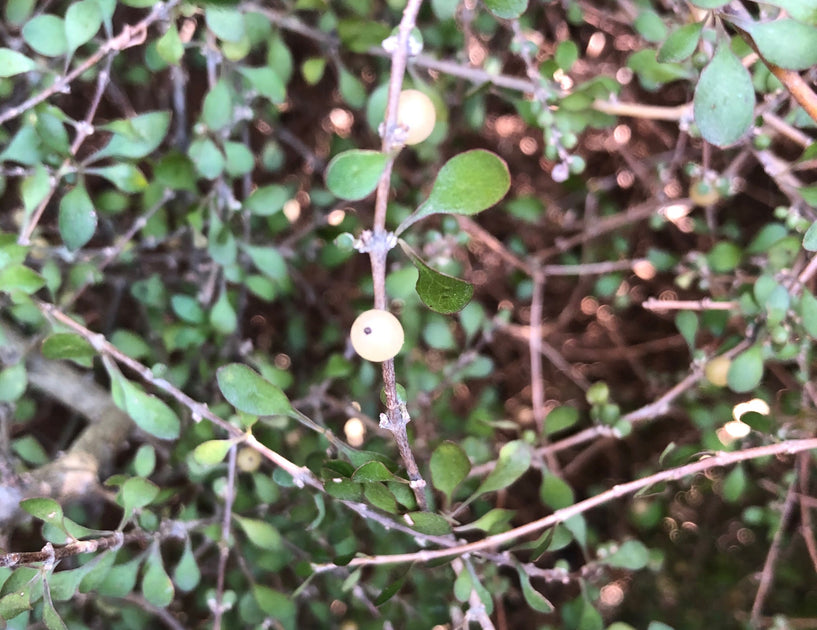 Coprosma rhamnoides seed - International seed shop – NZSEEDS