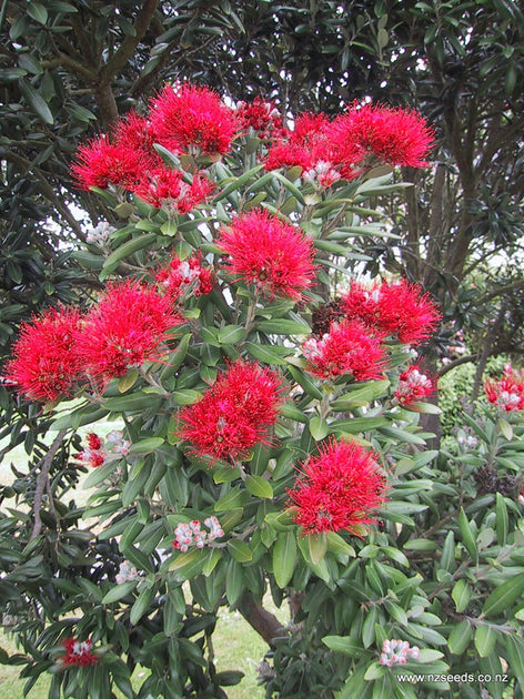 Metrosideros excelsa-Red seed - International seed shop – NZSEEDS