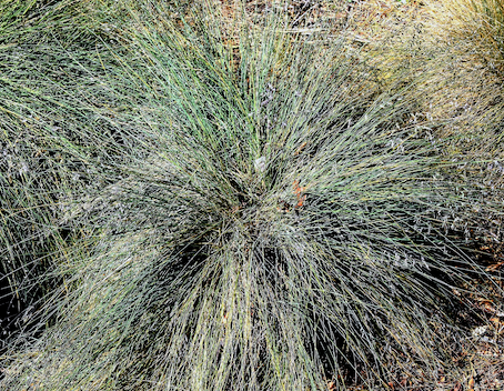 Poa Colensoi seed - International seed shop – NZSEEDS