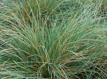 Poa Colensoi seed - International seed shop – NZSEEDS