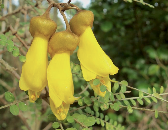 Sophora godleyii seed - International seed shop – NZSEEDS