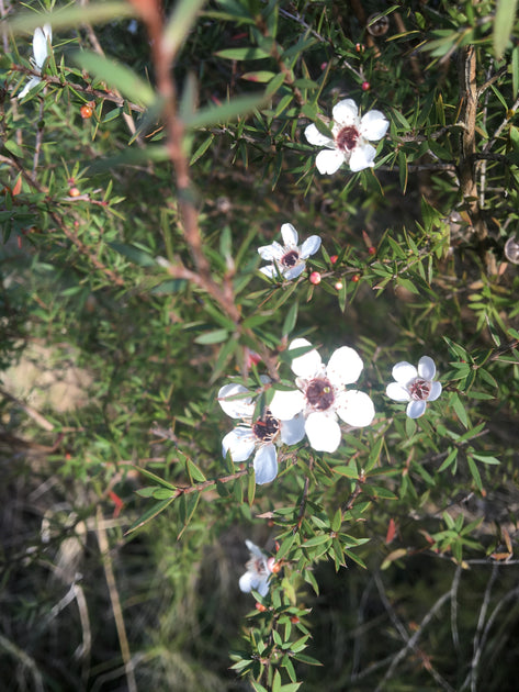 NZ Native – Page 2 – NZSEEDS