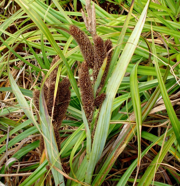NZ Native – Page 8 – NZSEEDS